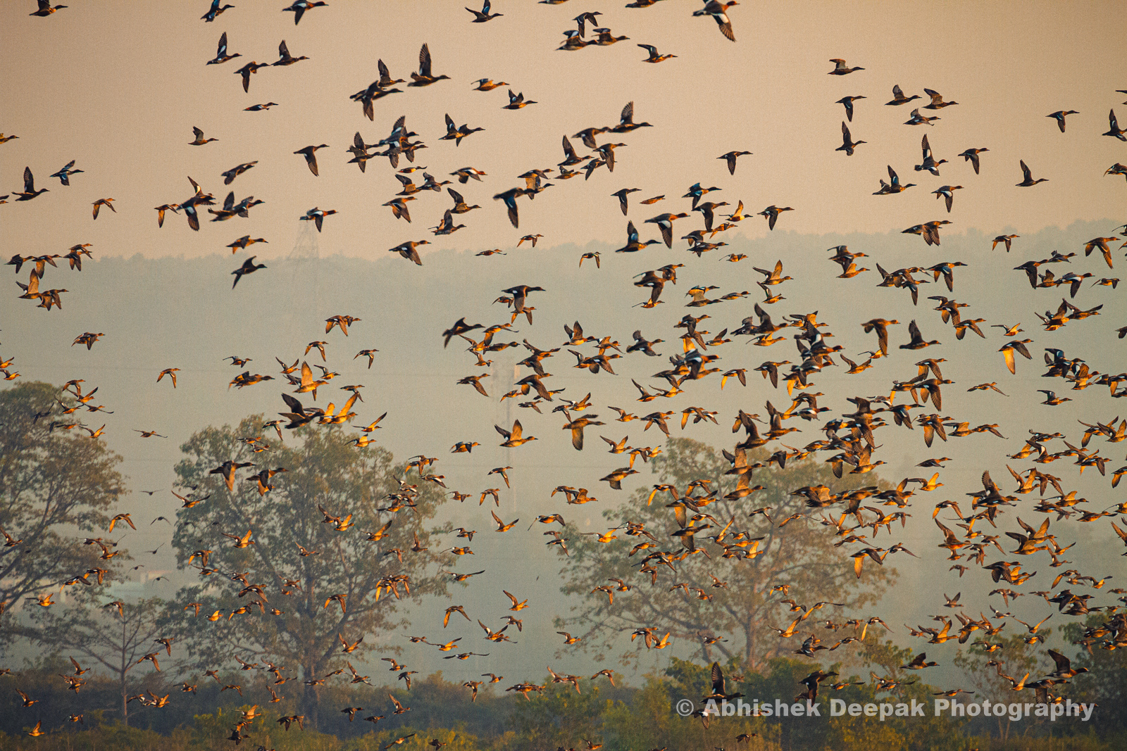 Birding at Assan Barrage – Abhishek Deepak