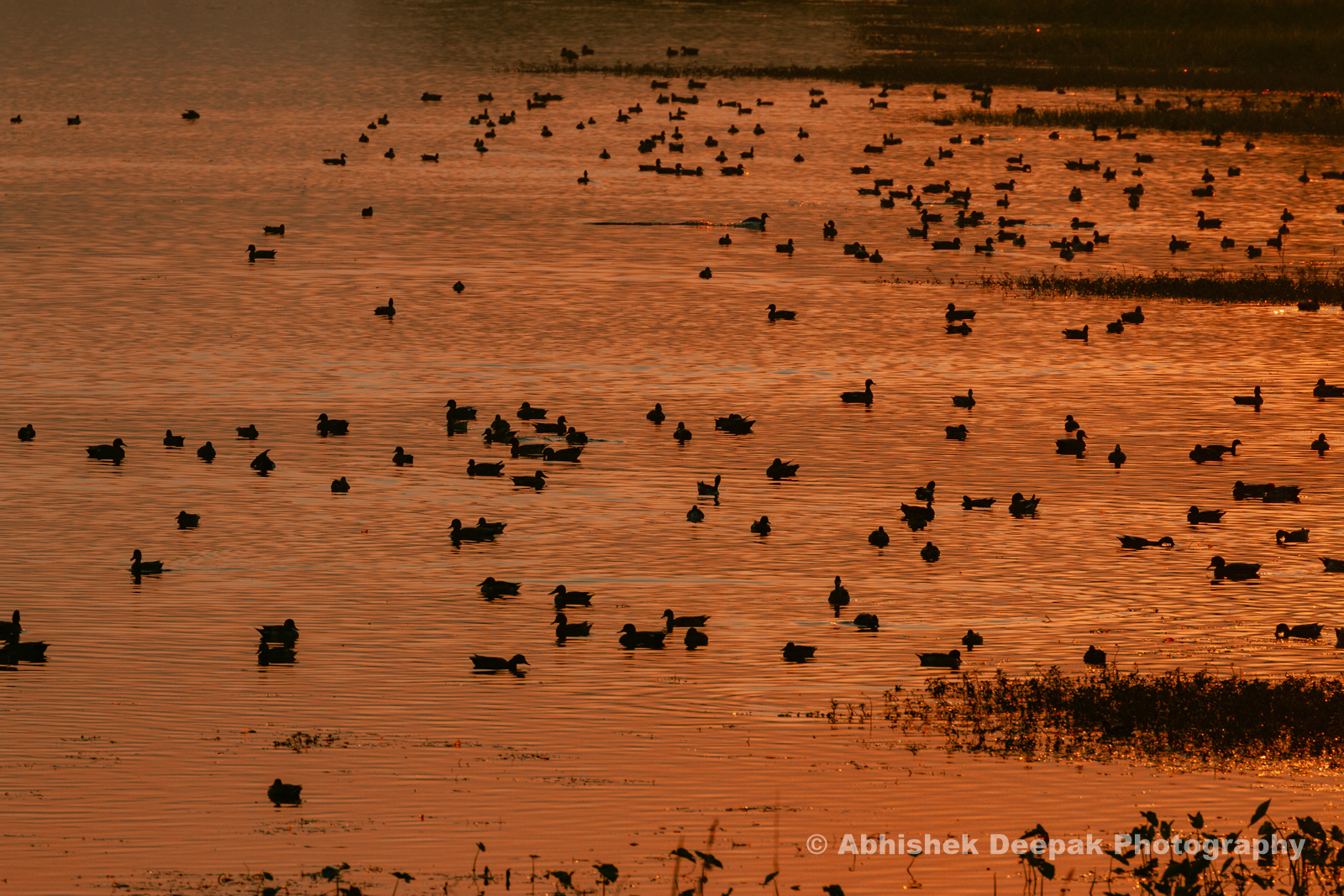 Birding at Assan Barrage – Abhishek Deepak