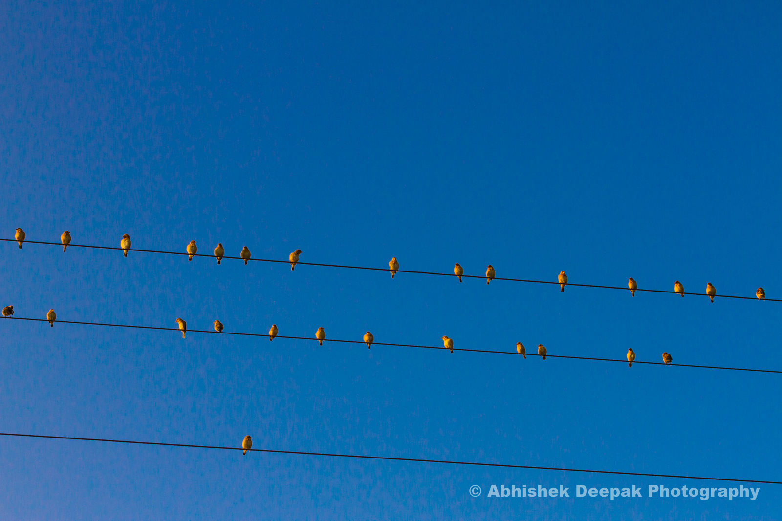 Birding at Assan Barrage – Abhishek Deepak