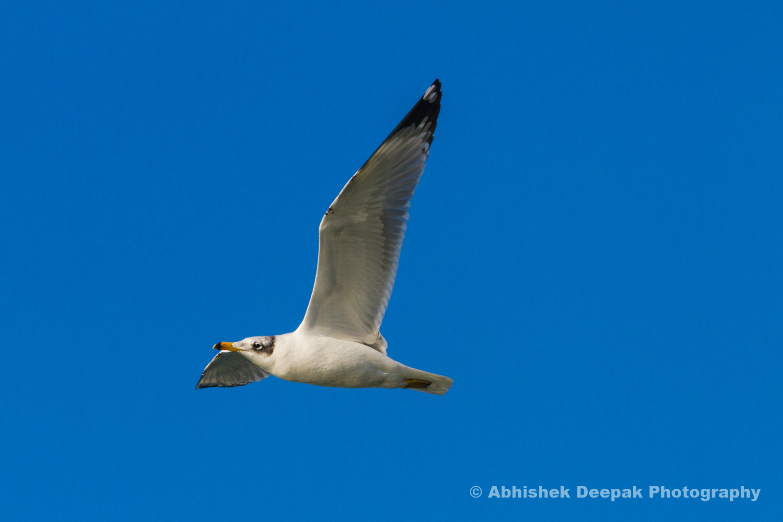 Birding at Assan Barrage – Abhishek Deepak