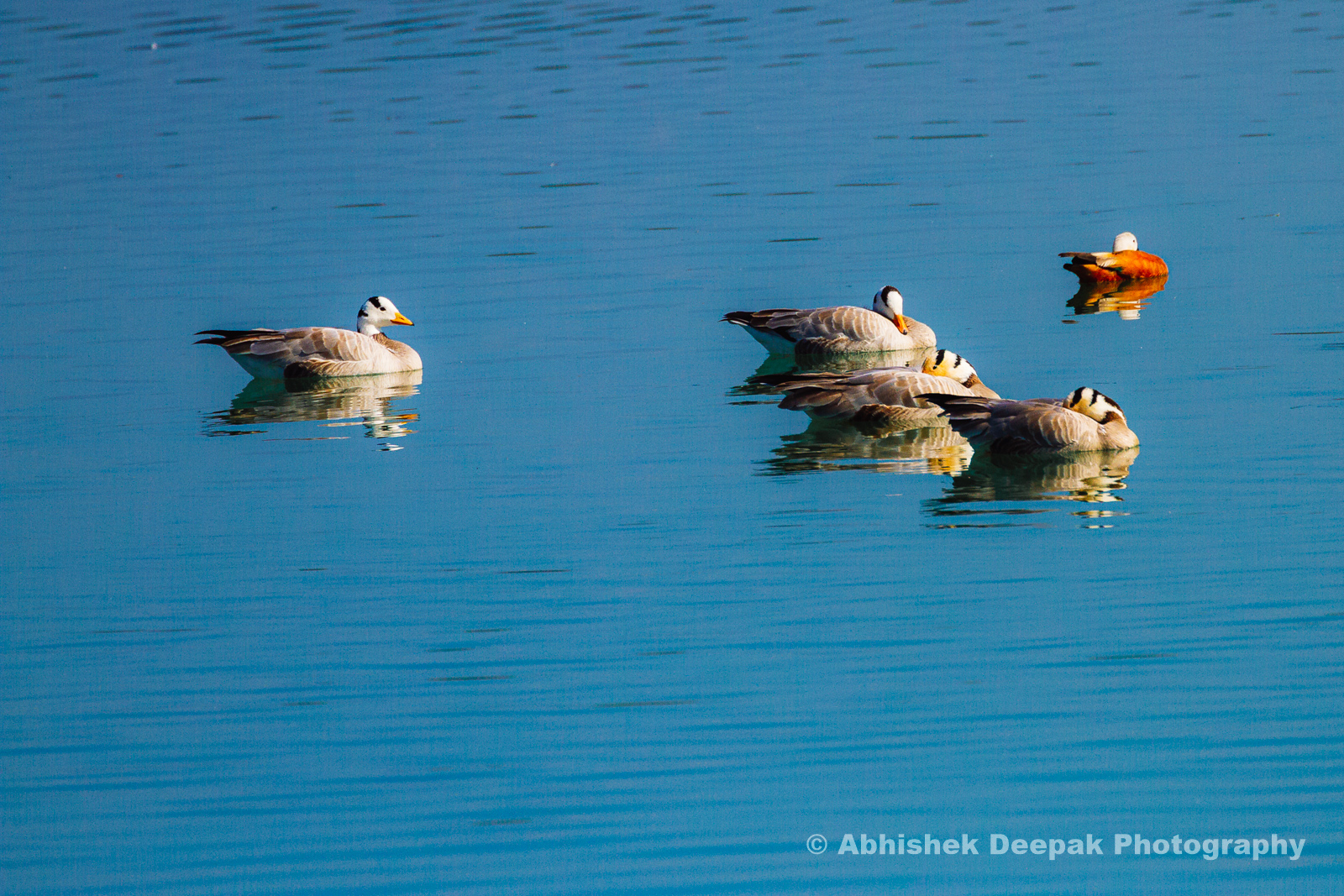 Birding at Assan Barrage – Abhishek Deepak
