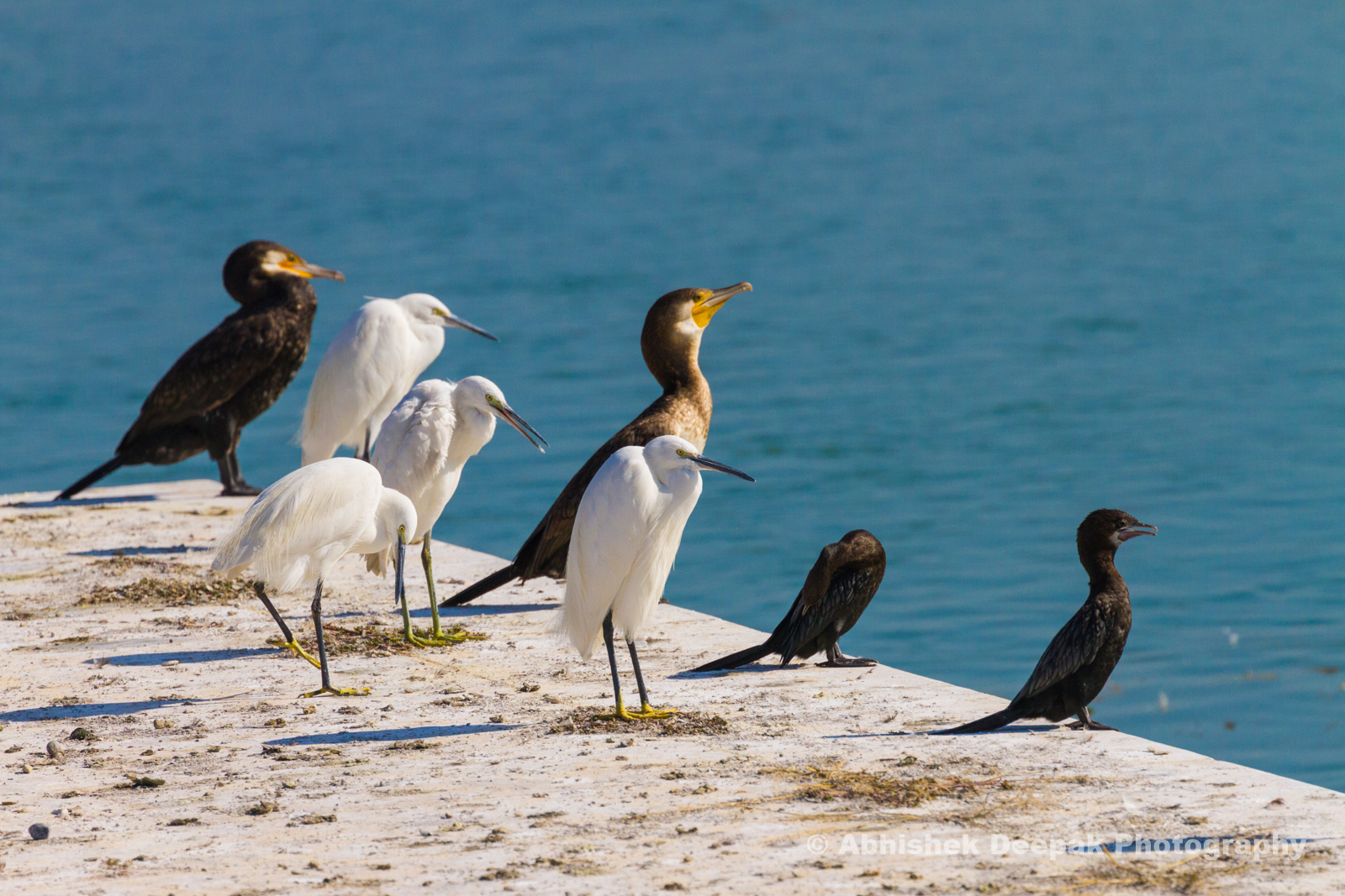 Birding at Assan Barrage – Abhishek Deepak