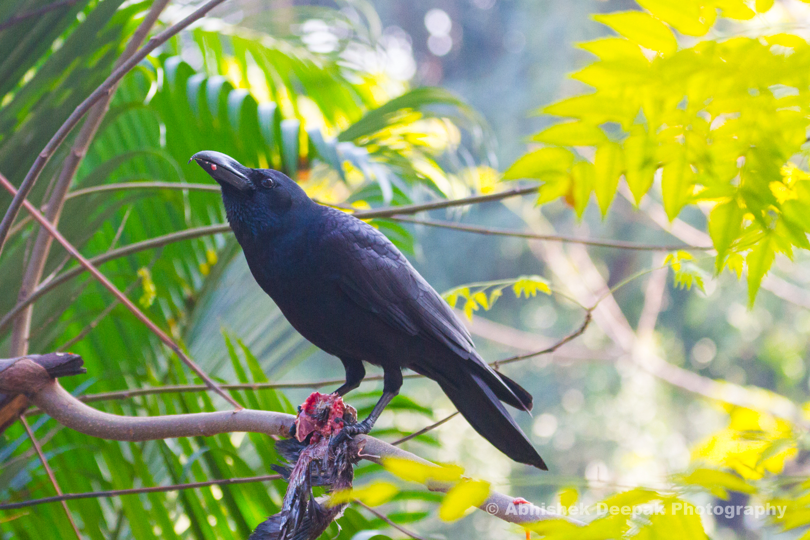 Raven with kill – Abhishek Deepak