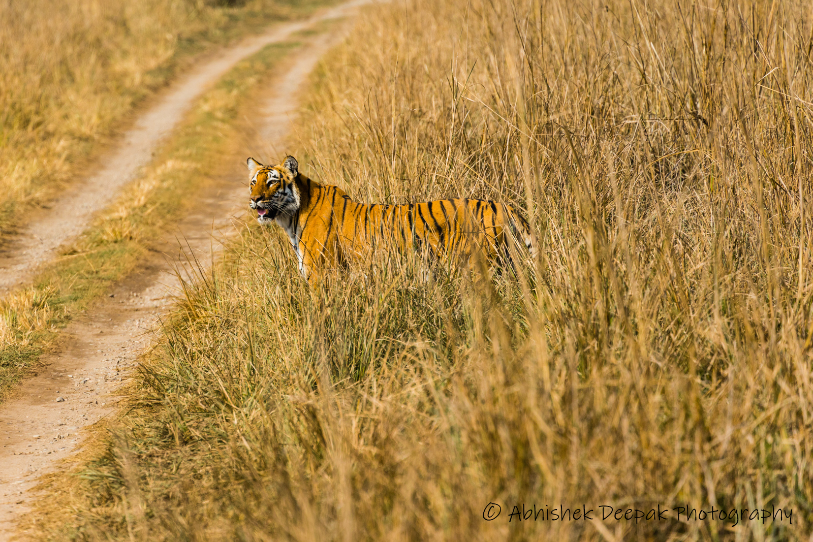 Tiger photography at Jim Corbett National Park – Abhishek Deepak
