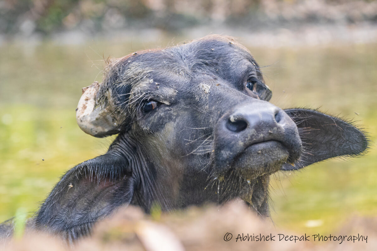 Abhishek Deepak – Travel and nature photographer