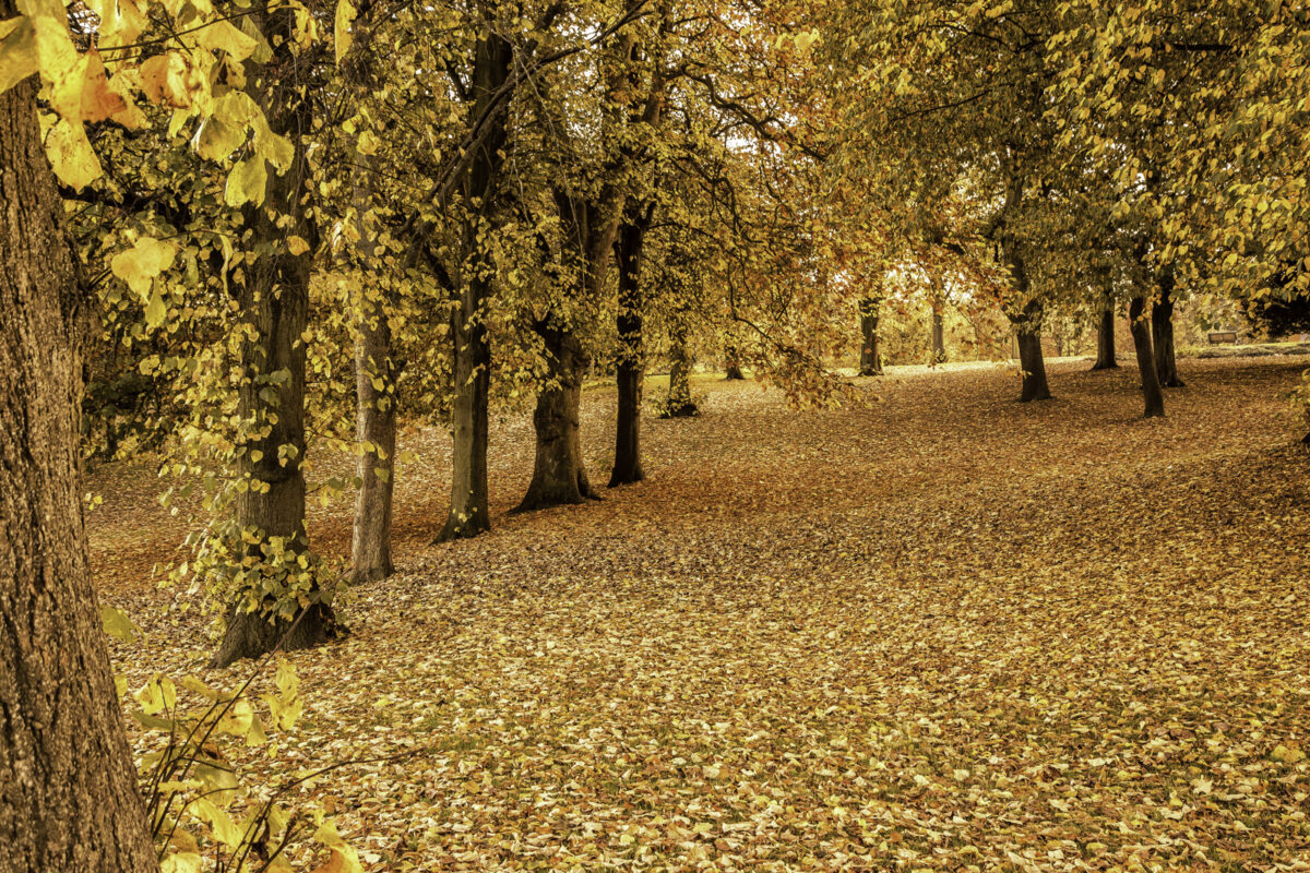 Bird and Nature Photography at Sandwell Valley Country Park – Abhishek ...