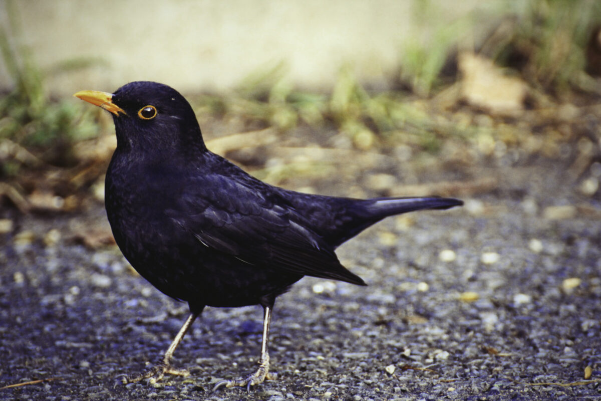 Bird and Nature Photography at Sandwell Valley Country Park – Abhishek ...
