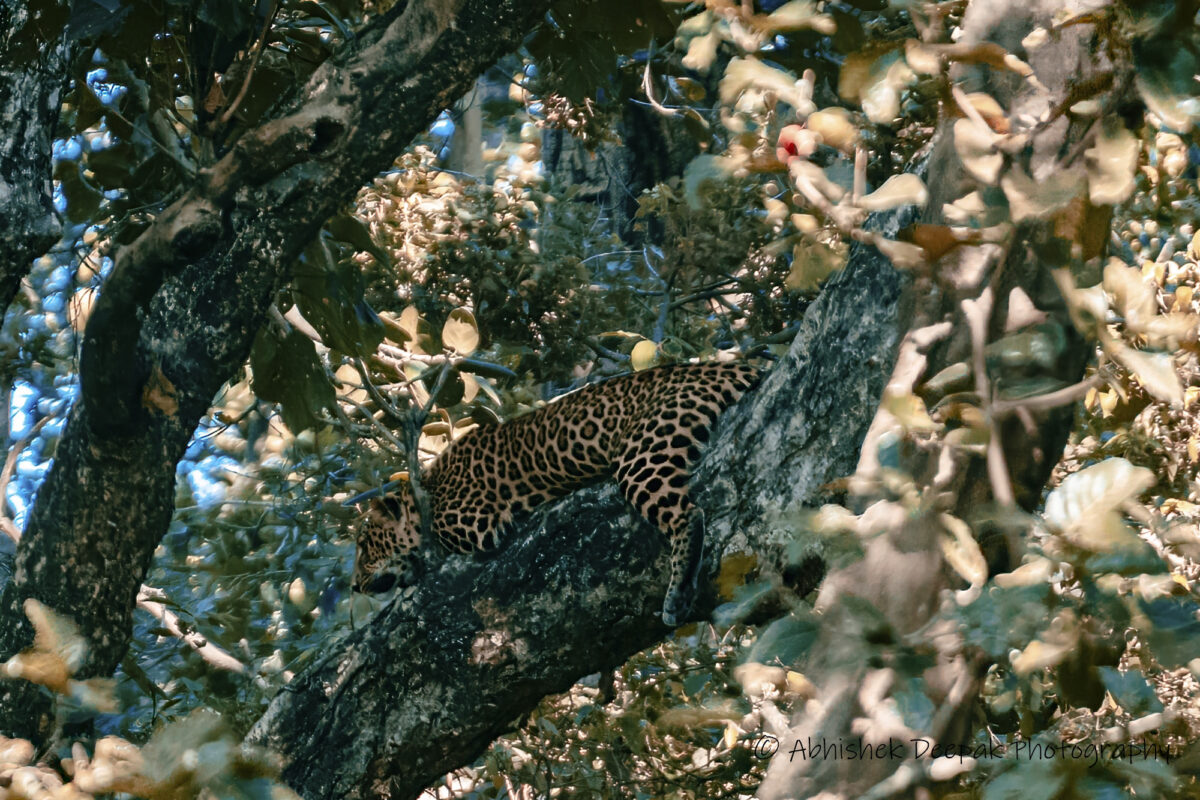 Leopard Safari at Mohand Range – Abhishek Deepak