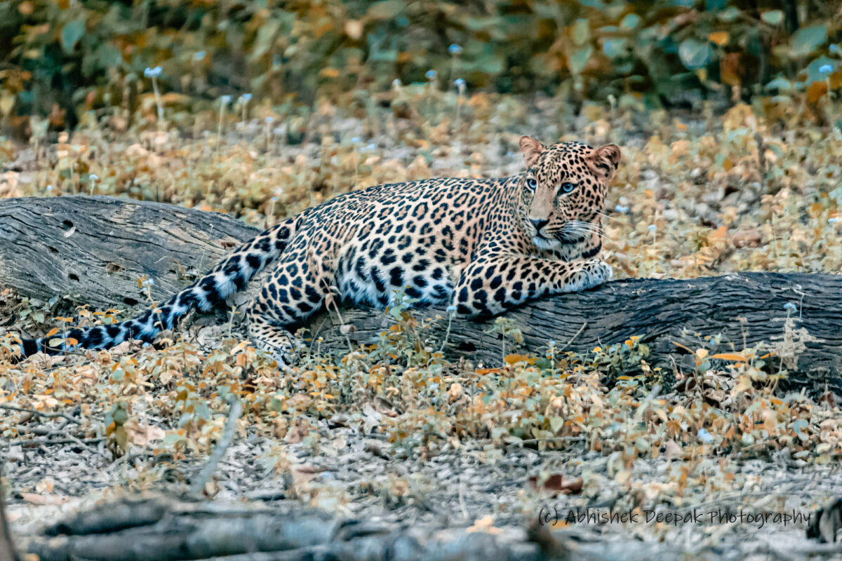 Leopard Safari at Mohand Range – Abhishek Deepak